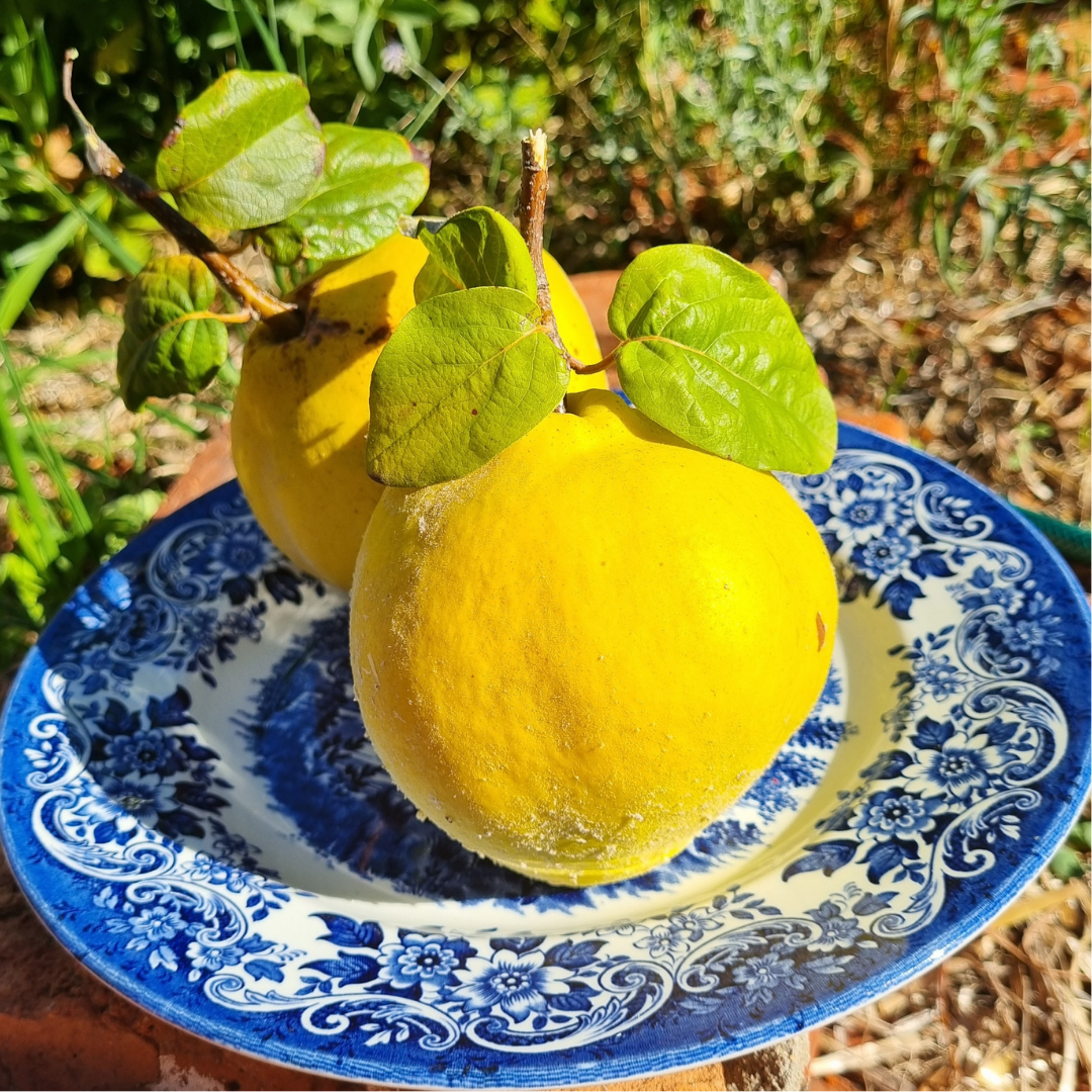 Quinces - what's the big fuss? – Kitchen Garden Mercantile